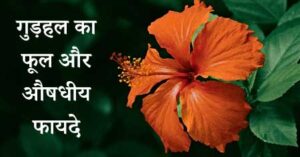 गुड़हल का फूल और औषधीय फायदे - Gudhal ke Phool ke Fayde